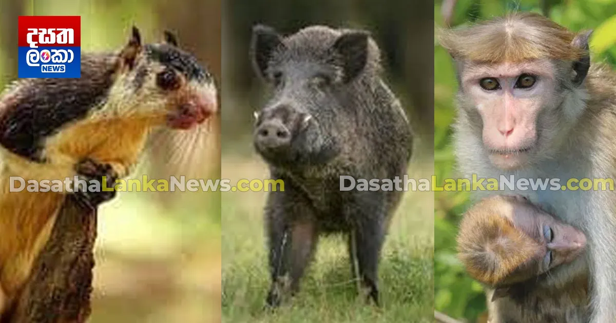 රිලවා, දඬුලේනා ඇතුළු සතුන් කිහිපදෙනෙක් ජාතික සත්ත්ව ආරක්ෂණ ලේඛනයෙන් ...