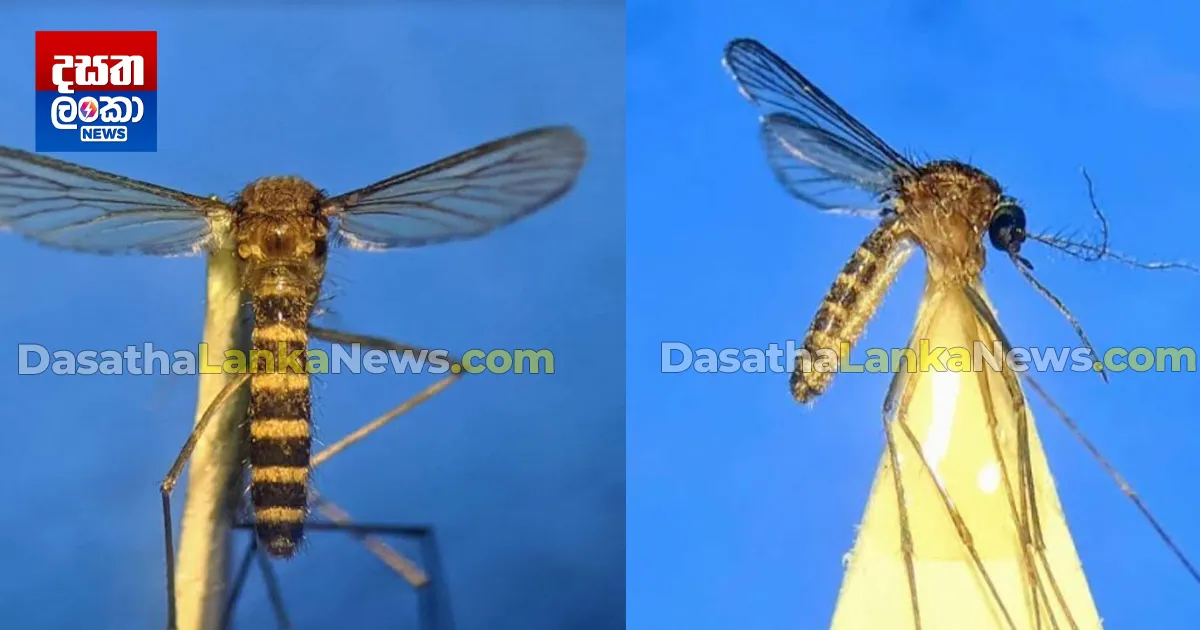 ශ්‍රී ලංකාවෙන් නව මදුරු විශේෂයක් හඳුනාගැනේ | Dasatha Lanka News