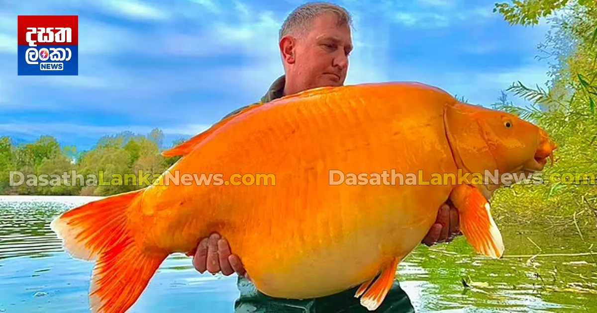 ලොව විශාලතම 'ගෝල්ඩ් ෆිෂ්' අල්ලා ගැනේ (ඡායාරූප) | Dasatha Lanka News