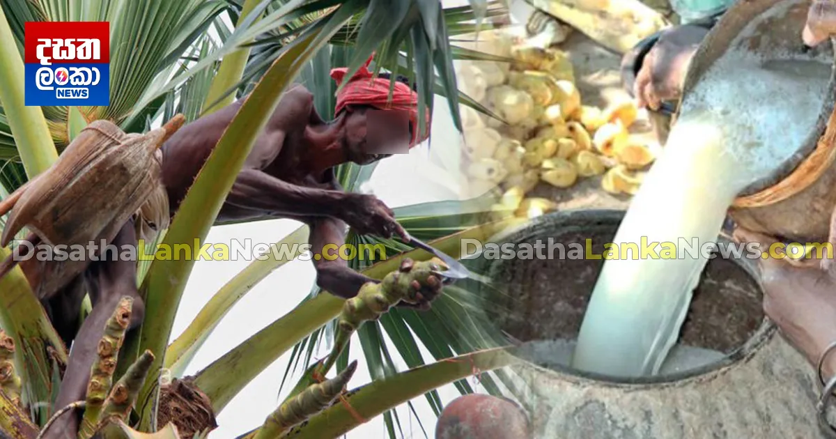 පිටරටවල් මත් කරවන ලංකාවේ අපේ තල් රා | Dasatha Lanka News