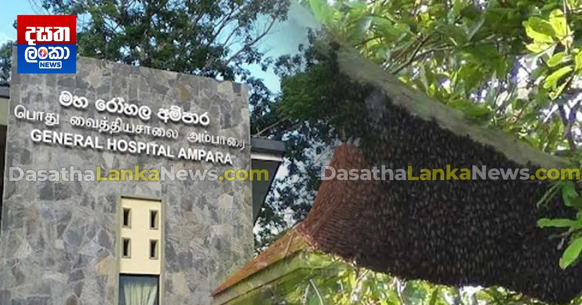 බඹර ප්‍රහාරයකින් කුඩා දරුවෙක් ජීවිතක්ෂයට | Dasatha Lanka News
