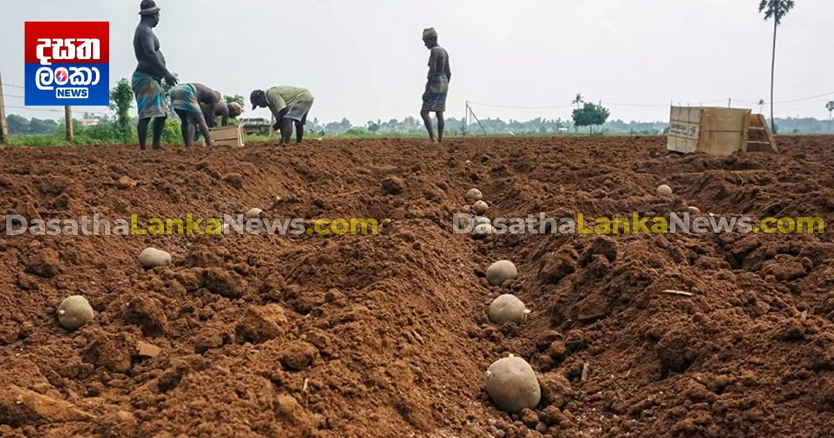 අර්තාපල් වගා ඉඩම් හිමිකරුවන්ට දැනුම්දීමක් | Dasatha Lanka News