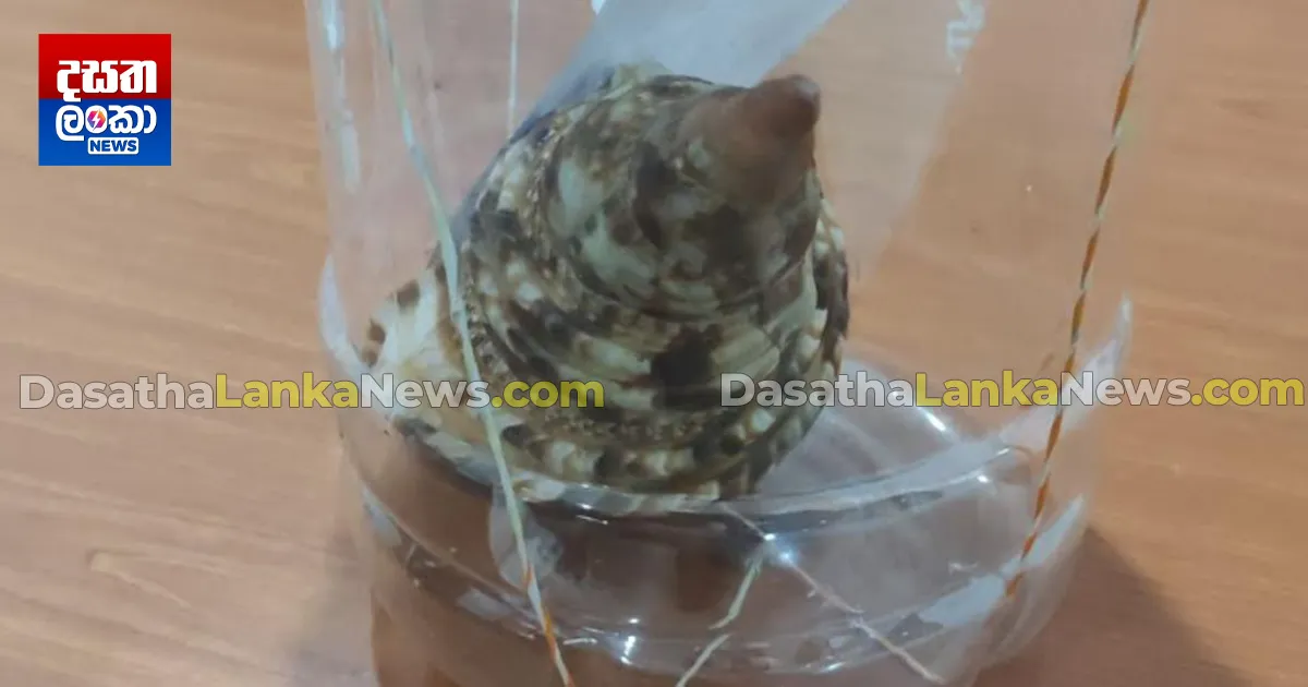 කෝටි 15ක 'ට්‍රයිටන්' වාලම්පූරියක් සමඟ දෙදෙනෙක් අත්අඩංගුවට (ඡායාරූප ...