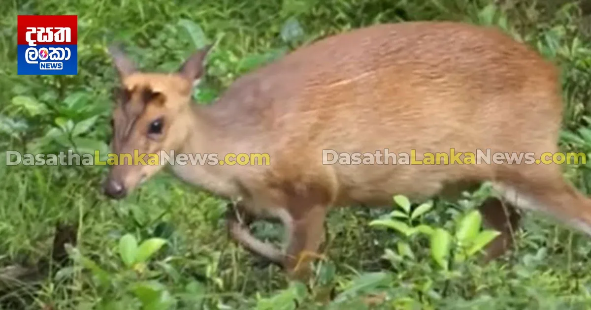 ආරක්ෂිත සත්වයෙකු ඝාතනය කළ අයෙක් අත්අඩංගුවට | Dasatha Lanka News