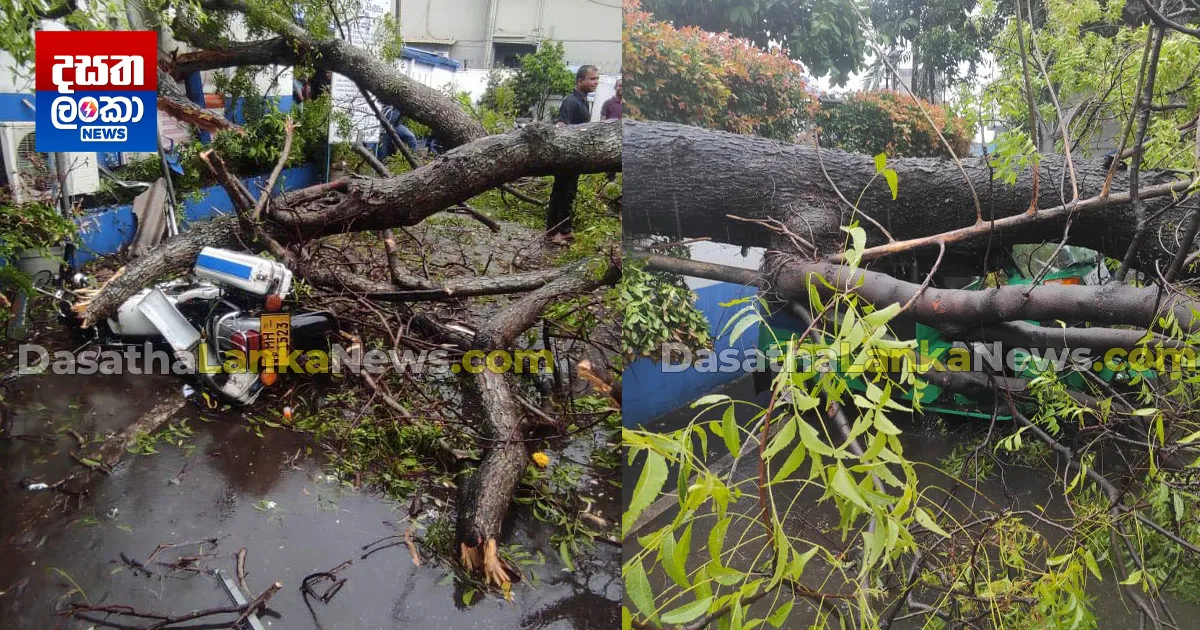 වත්තල පොලිසියට කොහොඹ ගසක් කඩා වැටී රථ වාහන කිහිපයකට අලාභ හානි (ඡායාරූප ...