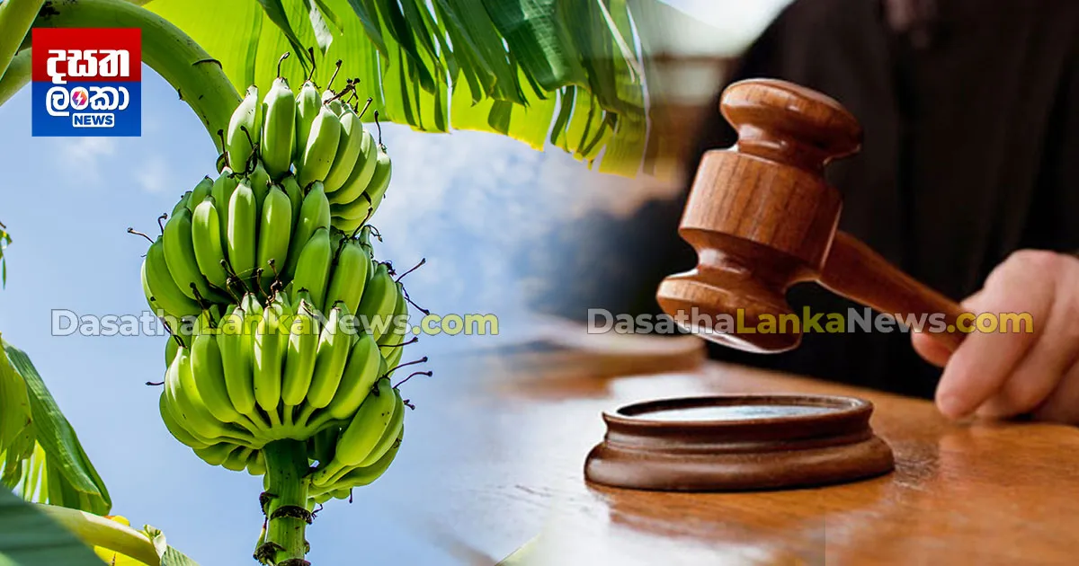 කෙසෙල් කැන් කැපූ දෙදෙනෙකුට වසරක බරපතළ සිර දඬුවමක් | Dasatha Lanka News