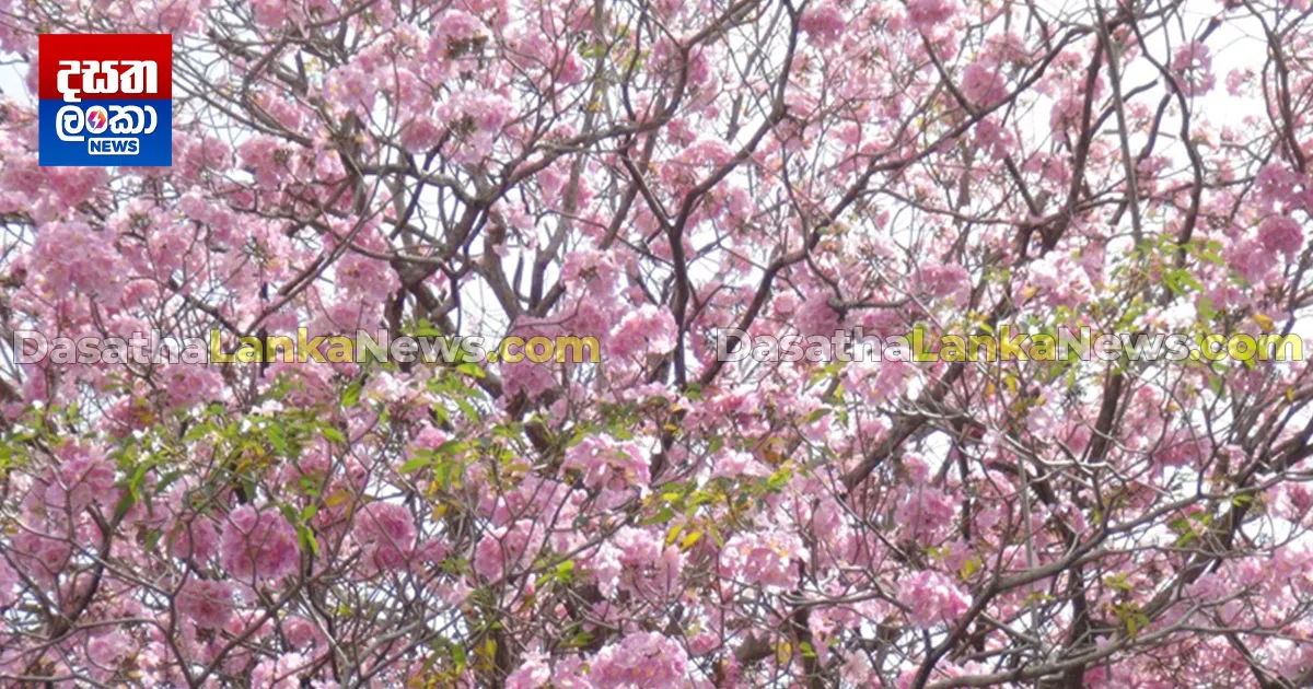 බදුල්ල හැඩ කරන රොබරෝසියා මල් (ඡායාරූප) | Dasatha Lanka News