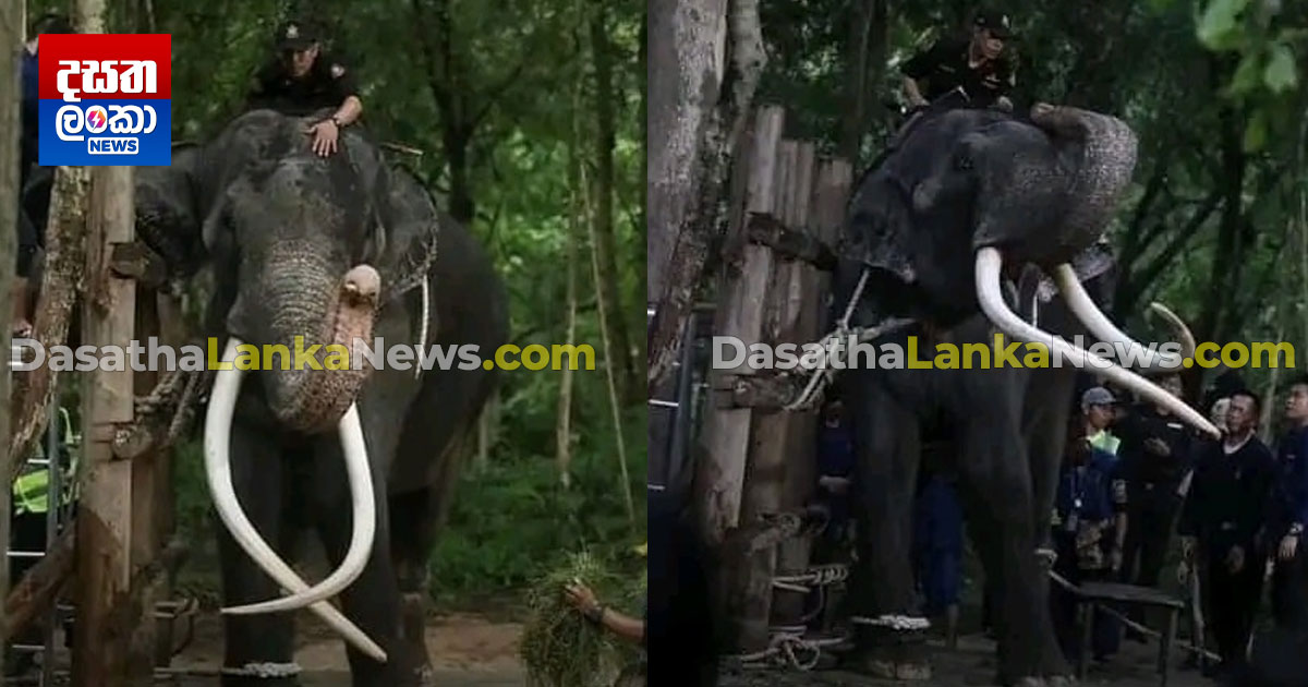 තායි ගිය 'මුතු රාජා' (ඡායාරූප) | Dasatha Lanka News