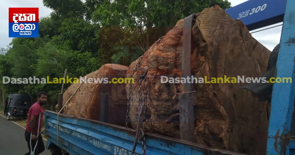 කුඹුක් දැව ජාවාරමක් වටලා ලක්ෂ 15කට වැඩි දැව සමඟ අයෙක් අත්අඩංගුවට ...