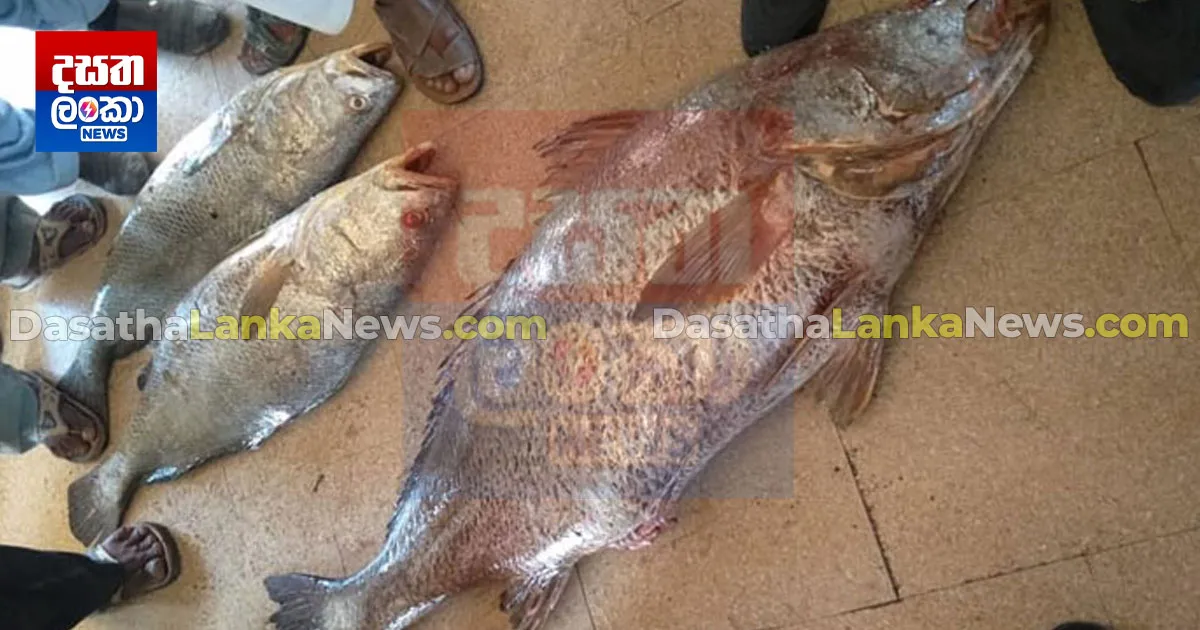 දුර්ලභ මාළු වර්ගයක් නිසා කෝටිපතියෙක් වූ ධීවරයා | Dasatha Lanka News