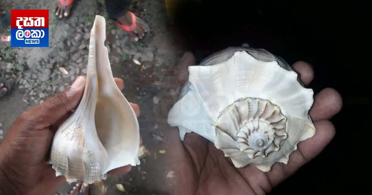 ලක්ෂ 05ක වාලම්පුරියක් සමග පුද්ගලයෙකු අත්අඩංගුවට | Dasatha Lanka News