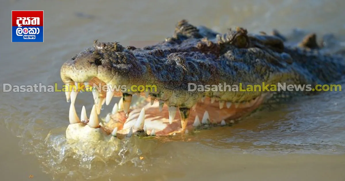 කිඹුලෙක් ඩැහැගෙන ගොස් දරුවෙකු අතුරුදන් | Dasatha Lanka News