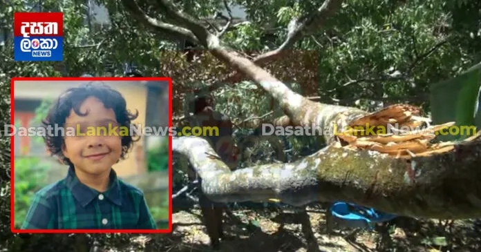 ගසක් කඩා වැටී දරුවෙක් මිය ගිය ජාත්‍යන්තර පාසලේ විදුහල්පති හැංගිලා ...