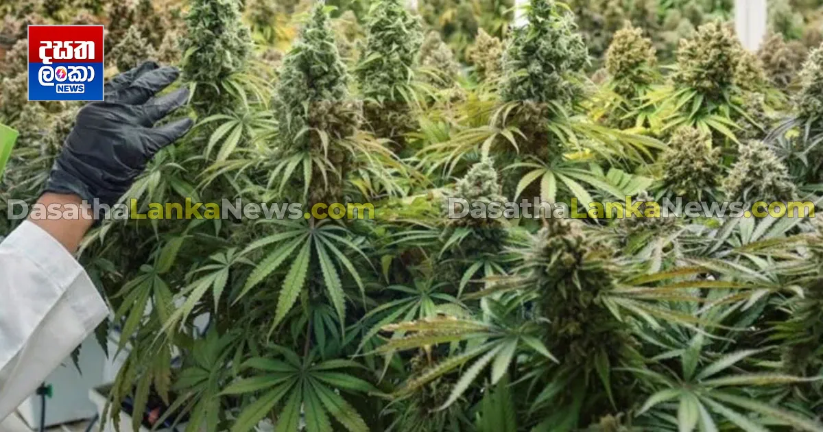 ජර්මනියත් කංසා නීතිගත කරයි | Dasatha Lanka News