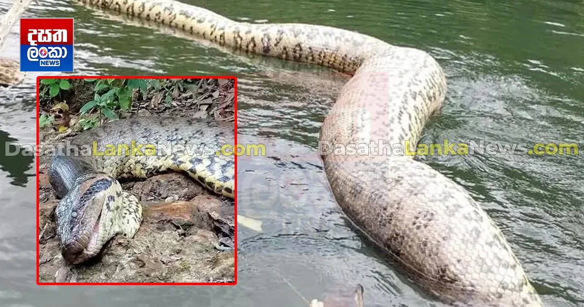සති 5කට පෙර නම් කළ ලොව විශාලතම සර්පයා වෙඩි තබා ඝාතනය කරලා | Dasatha ...