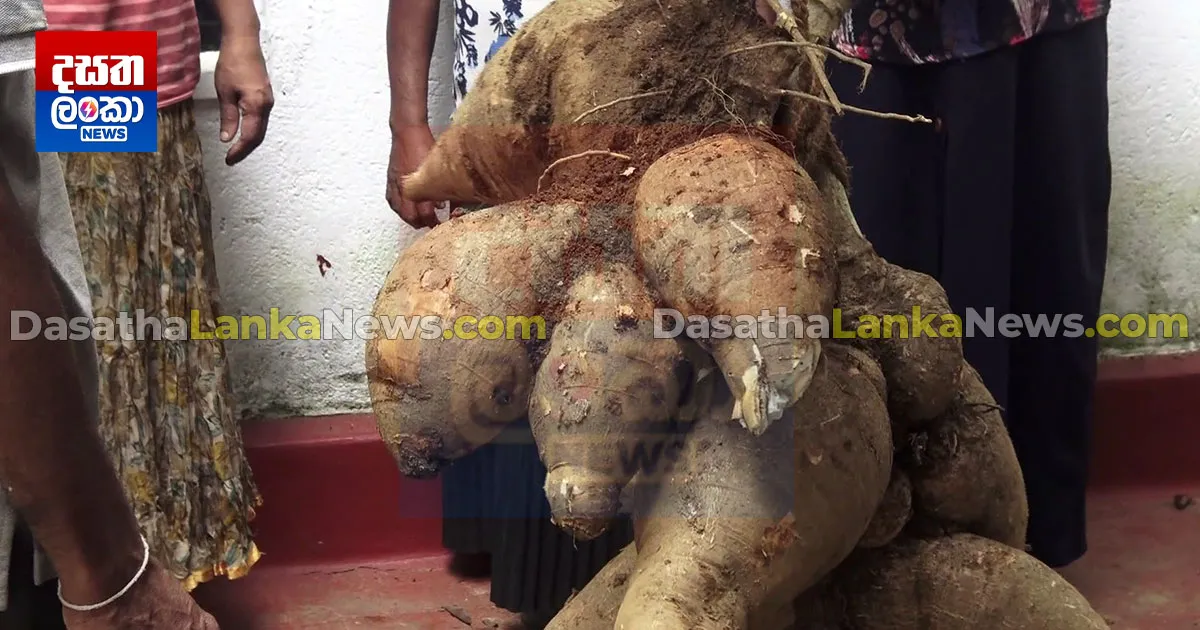 කිලෝග්‍රෑම් 44ක් බරැති මඤ්ඤොක්කා අලයක් මතුවෙයි | Dasatha Lanka News