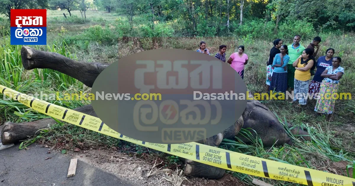 පොලිස් නිලධාරීන් තැබූ වෙඩිල්ලකින් වනඅලියෙකු මරුට | Dasatha Lanka News