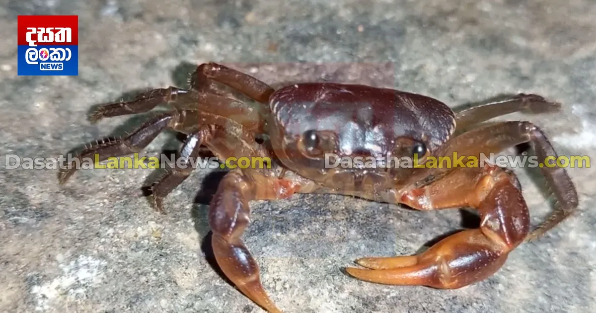 වඳවීමේ තර්ජනයට මුහුණ පා ඇති ඒකදේශික කකුළුවෙක් හමුවෙයි | Dasatha Lanka News