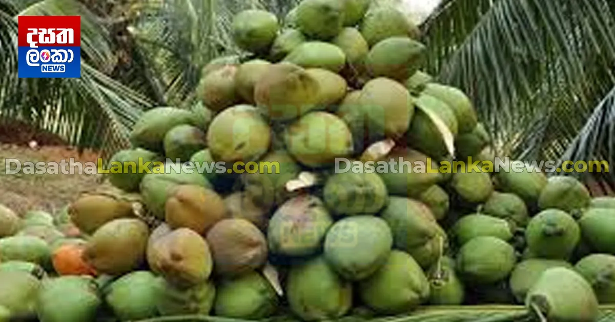 දෙලක්ෂ පනස් අට දහස ඉක්ම වූ පොල් වත්තේ පොල් සොරකම | Dasatha Lanka News