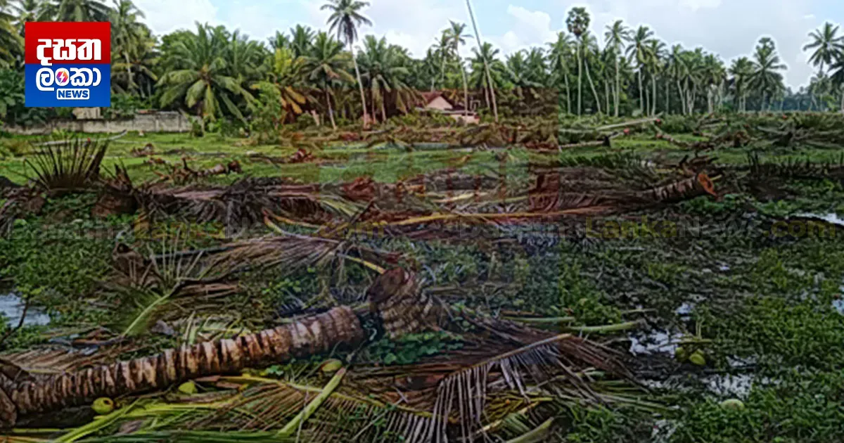 අනවසරයෙන් පොල් ගස් දහසක් කැපූ ඉඩම් හිමිකරුට වැඩ වරදින ලකුණු | Dasatha ...