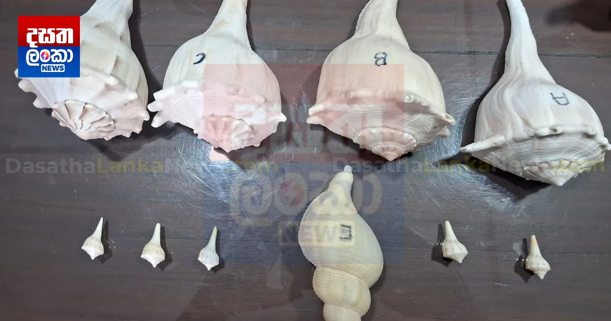 වාලම්පුරි 10ක් විකුණන්න රැගෙන ගිය පුද්ගලයෙක් මාට්ටු වෙයි | Dasatha ...