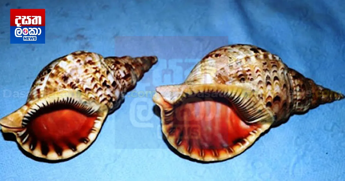 වාලම්පුරි දෙකක් සමඟ සැකකරුවන් සිව්දෙනෙකු පොලිස් අත්අඩංගුවට | Dasatha ...